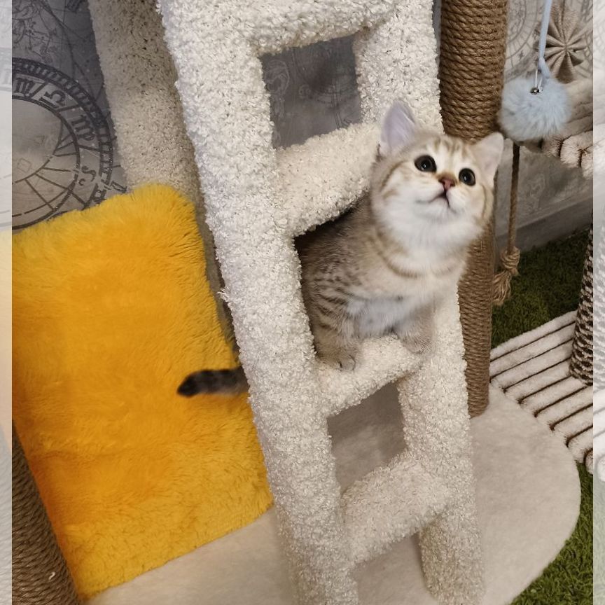 Шотландский прямоухий короткошёрстный котёнок