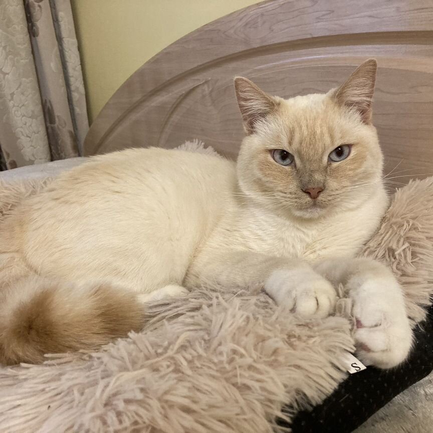 Кот в добрые руки