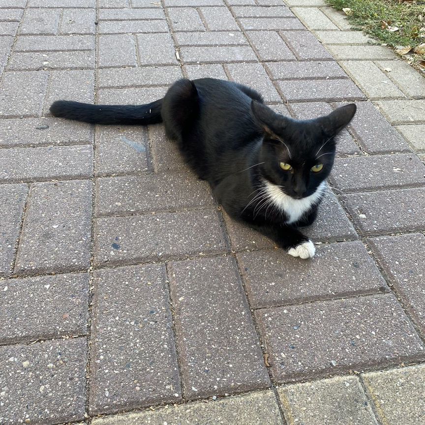 Кот красавец ласковый в добрые руки