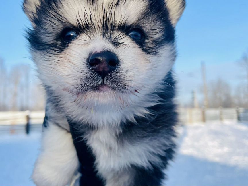 Щенки Помски F3