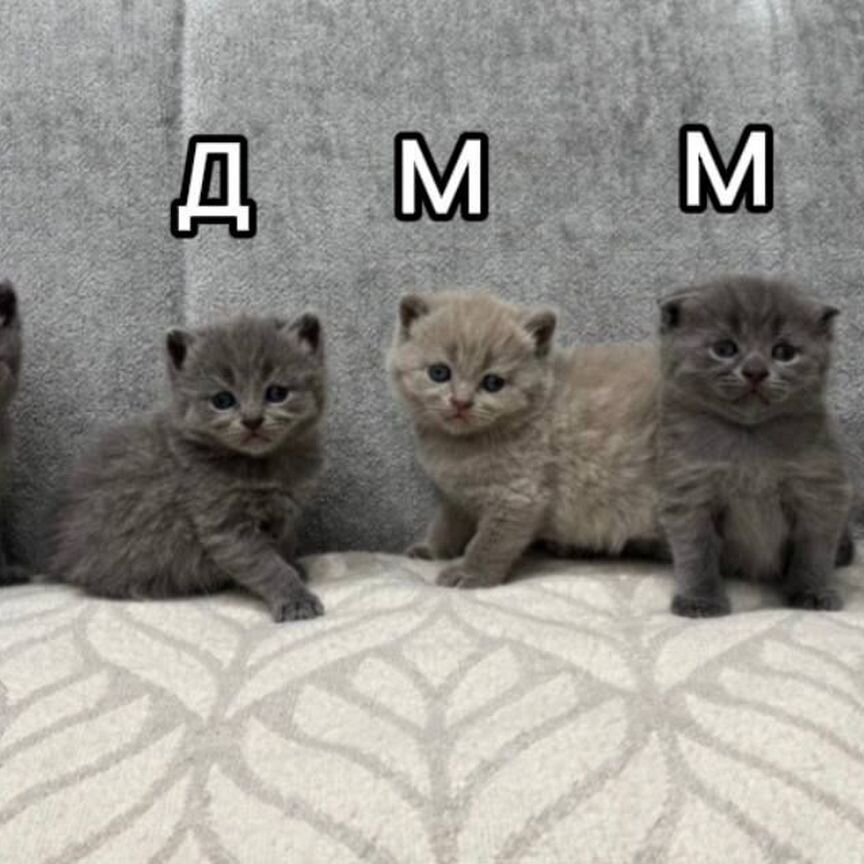 Британские котята