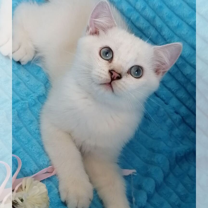 Британский котёнок, 3 месяца