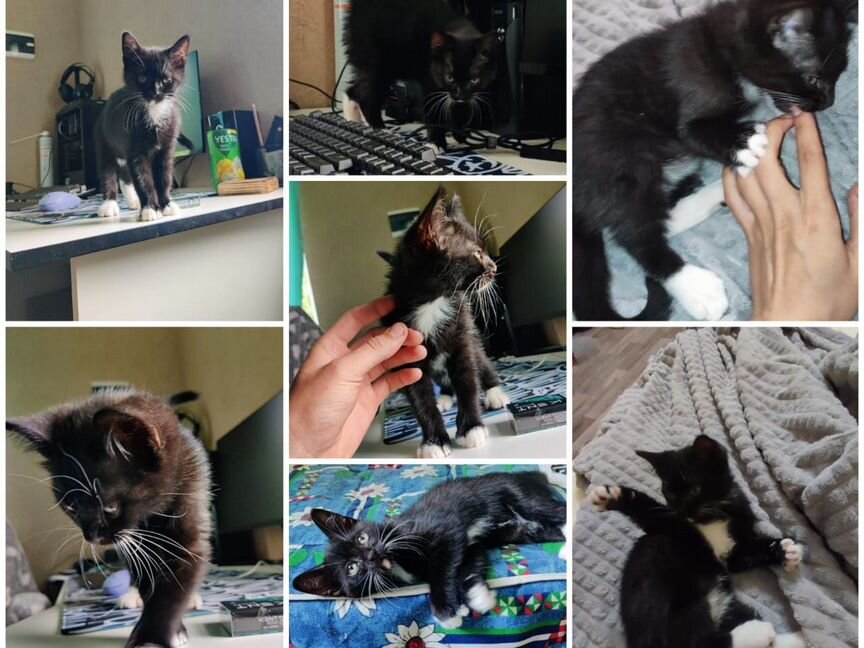 В добрые руки