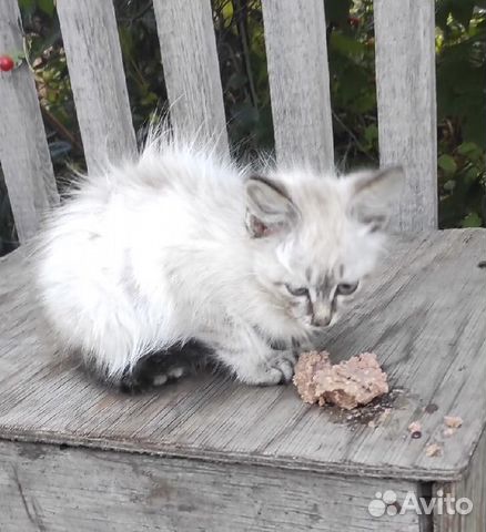 Кошки в добрые руки