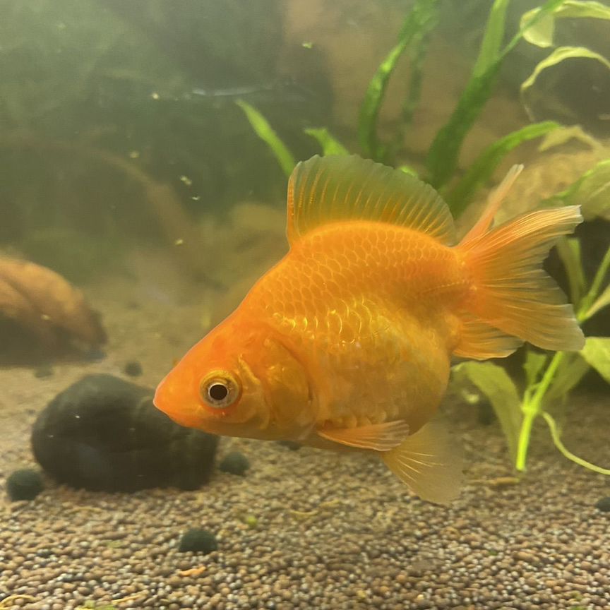 Аквариумная рыбка