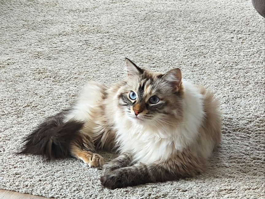 Невская маскарадная отдам