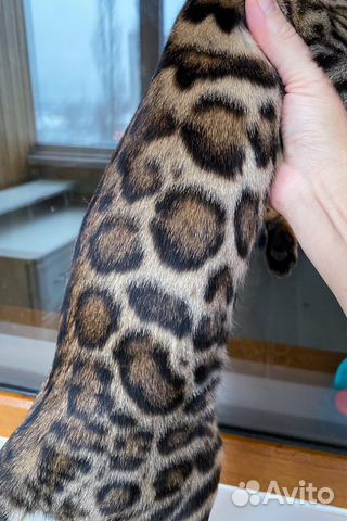 Бенгальская девочка