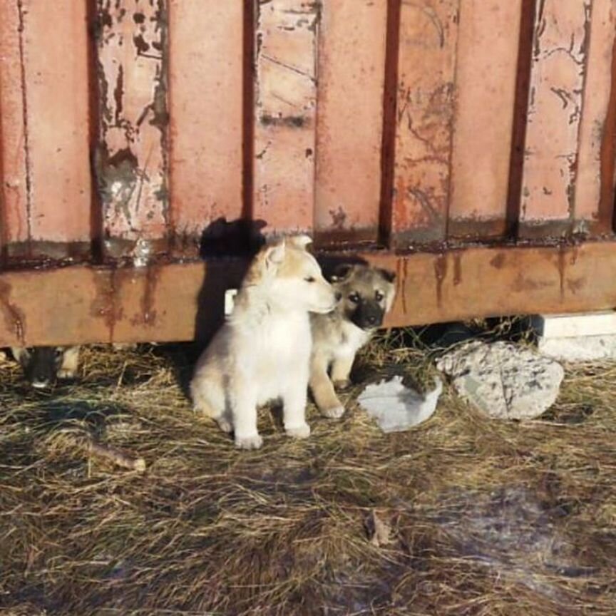 Щенки ищут дом