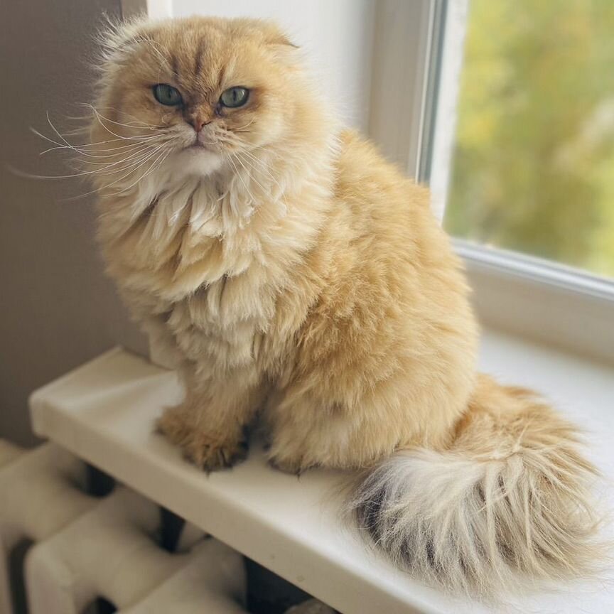 Шотладская вислоухая кошка