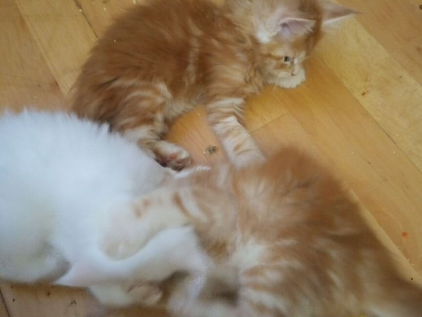 Кошка