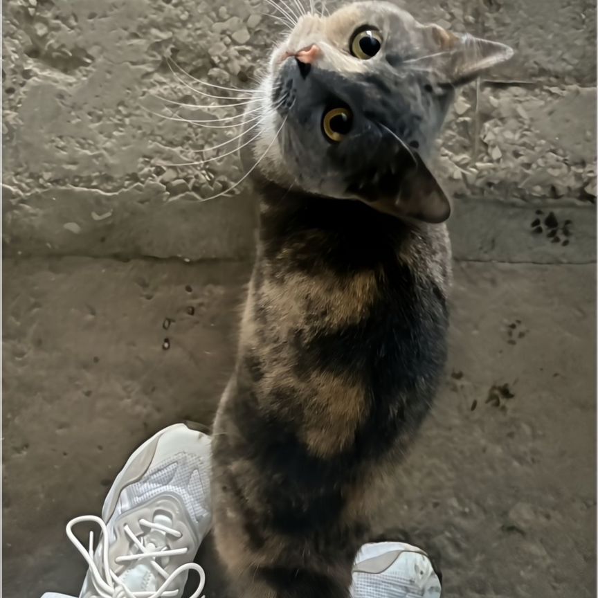 Взрослая, кошка в добрые руки