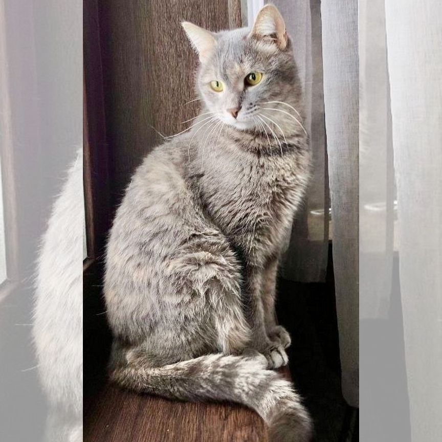 Взрослая, кошка в добрые руки