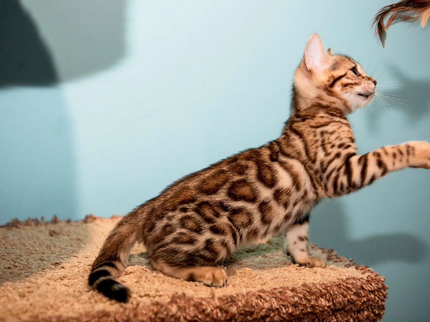 Бенгальские котята котик