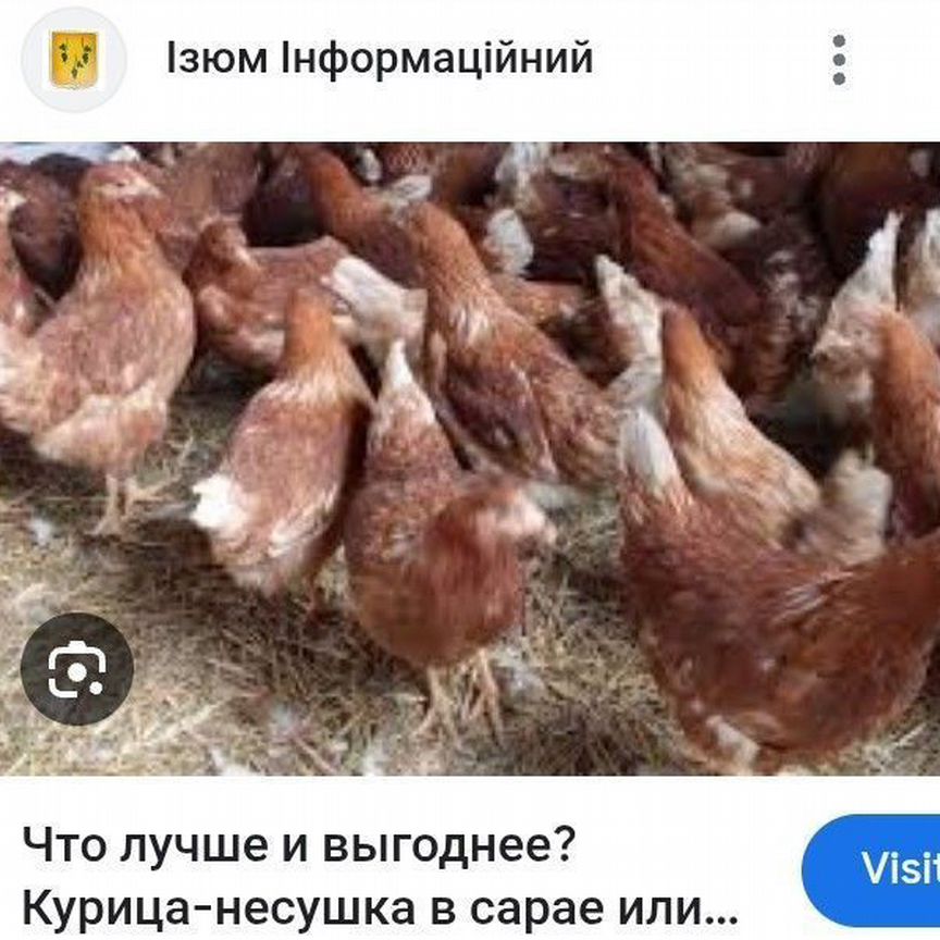 Курочки несушки