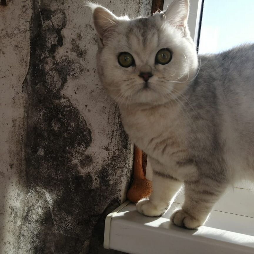 Кошка