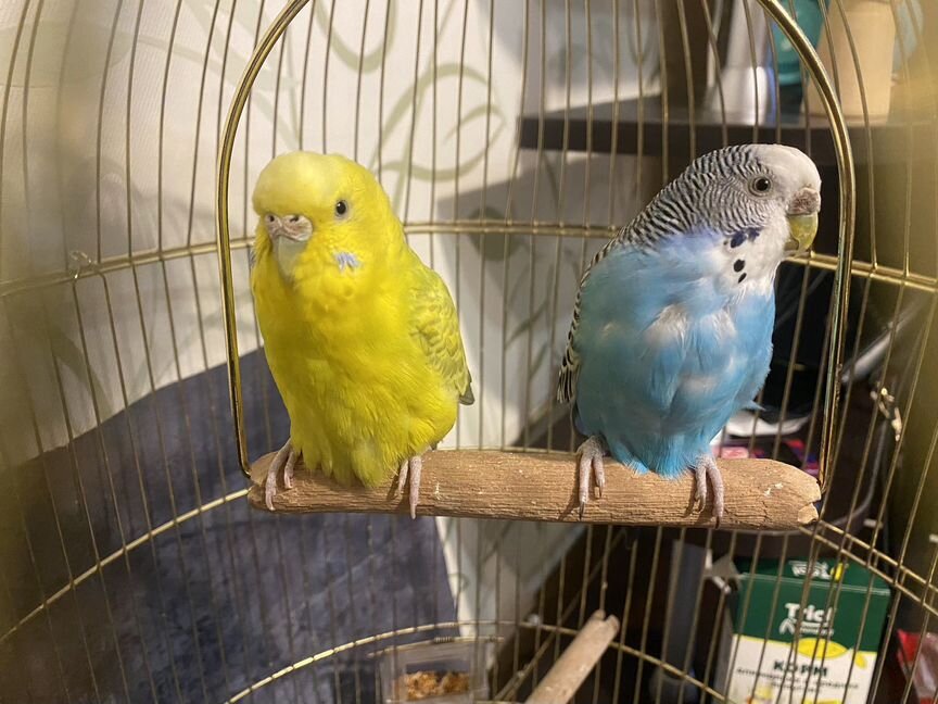 Волнистый попугай самка