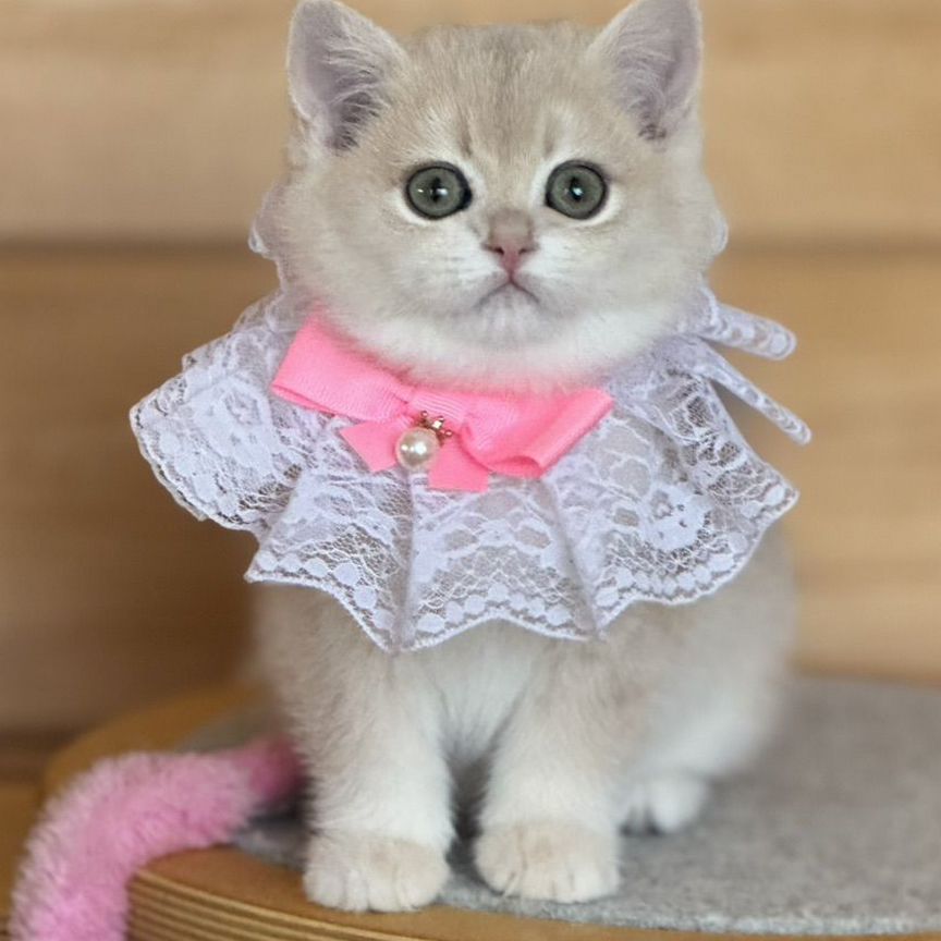 Шотландский прямоухий короткошёрстный котёнок