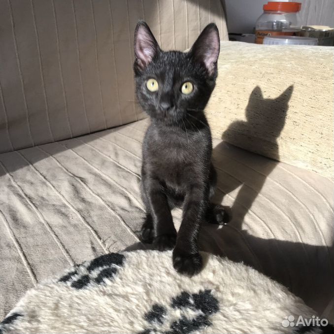 Идеальный котёнок