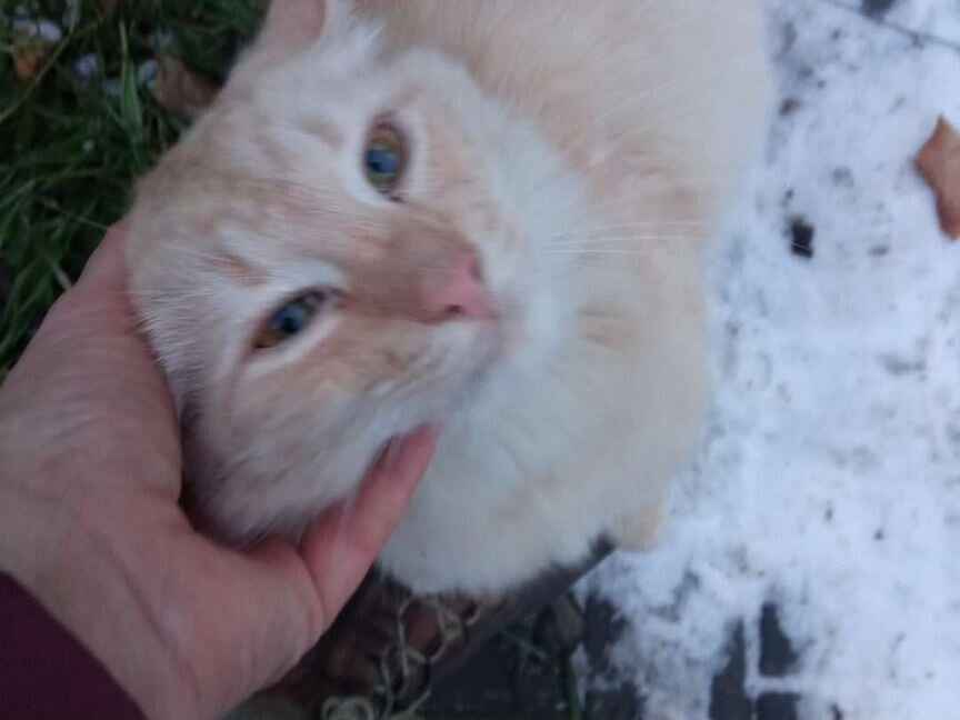 Кот, молодой и красивый, хочет домой
