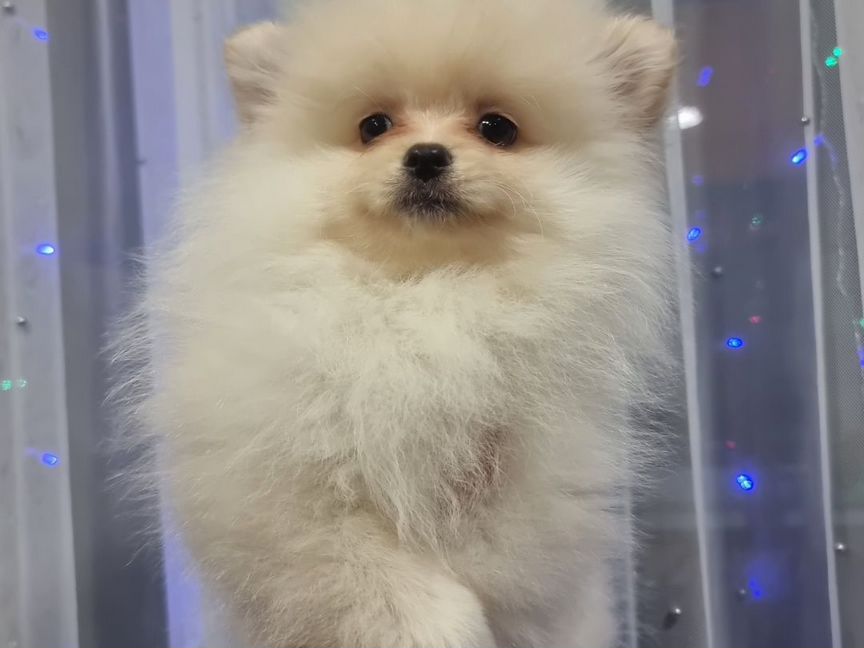 Померанский шпиц