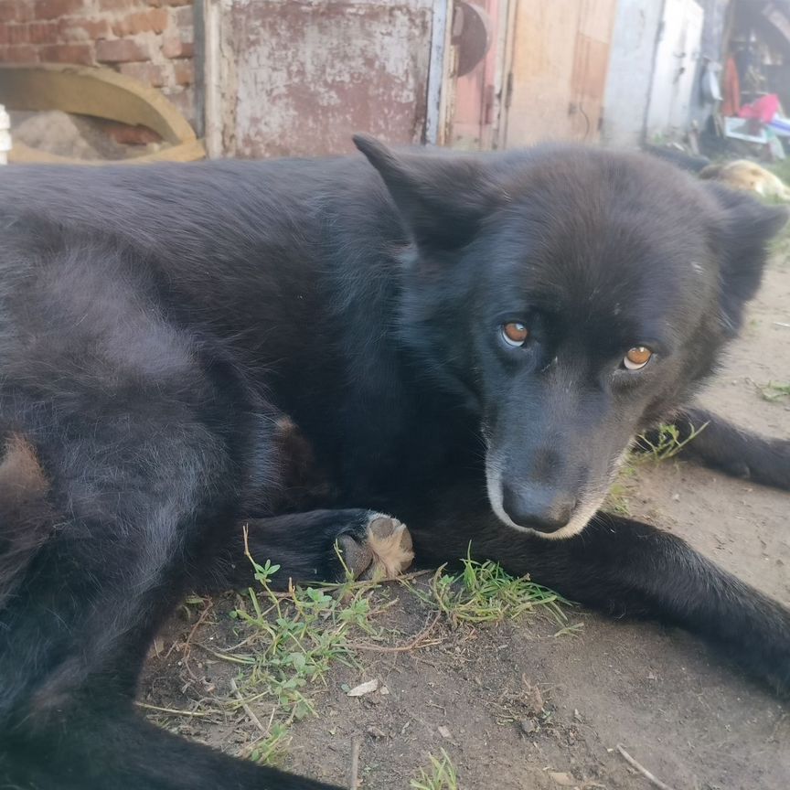 Взрослая собака в добрые руки