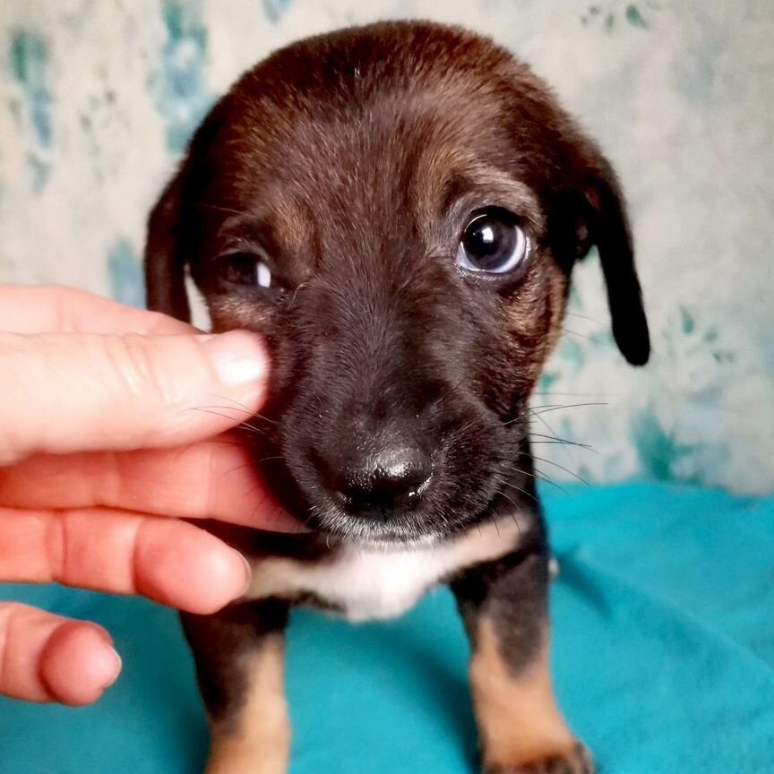 Щенок в добрые руки