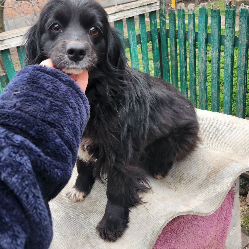 Кокер спаниель, взрослая собака