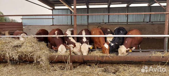 Продаются телята