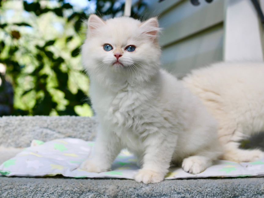 Котенок британская золотая шиншила мальчик