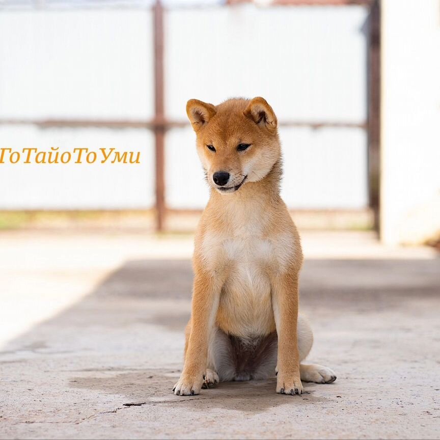 Сиба девочка