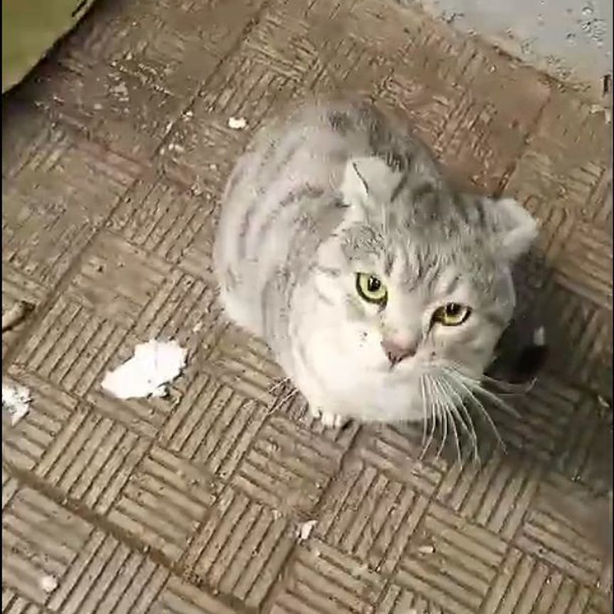 Маленький Масик