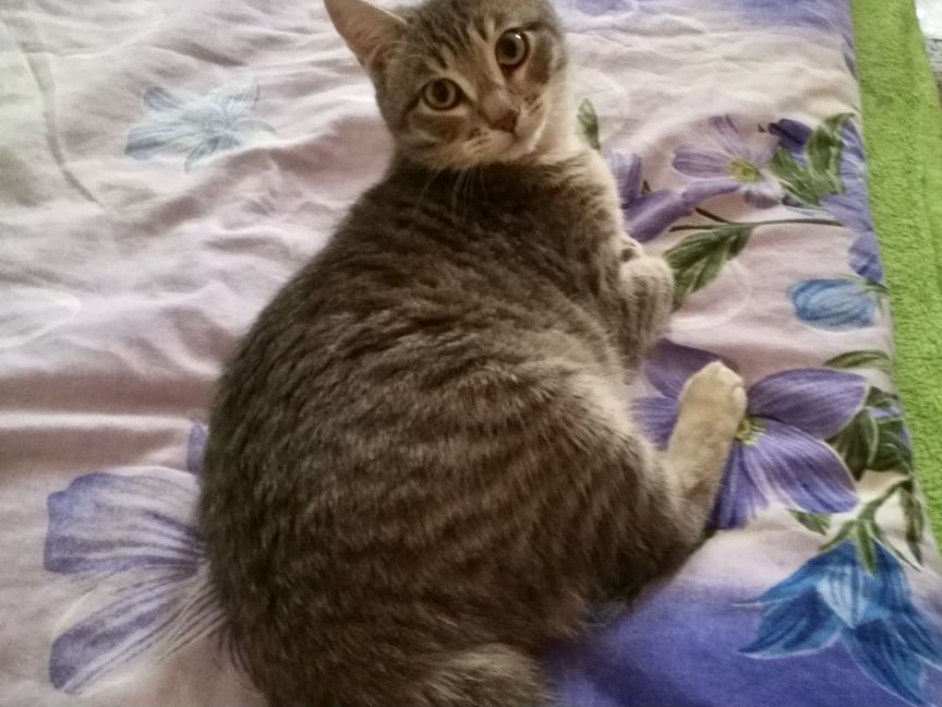 Молодой котик мышелов в добрые руки