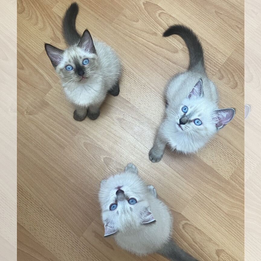 Шотландские котята