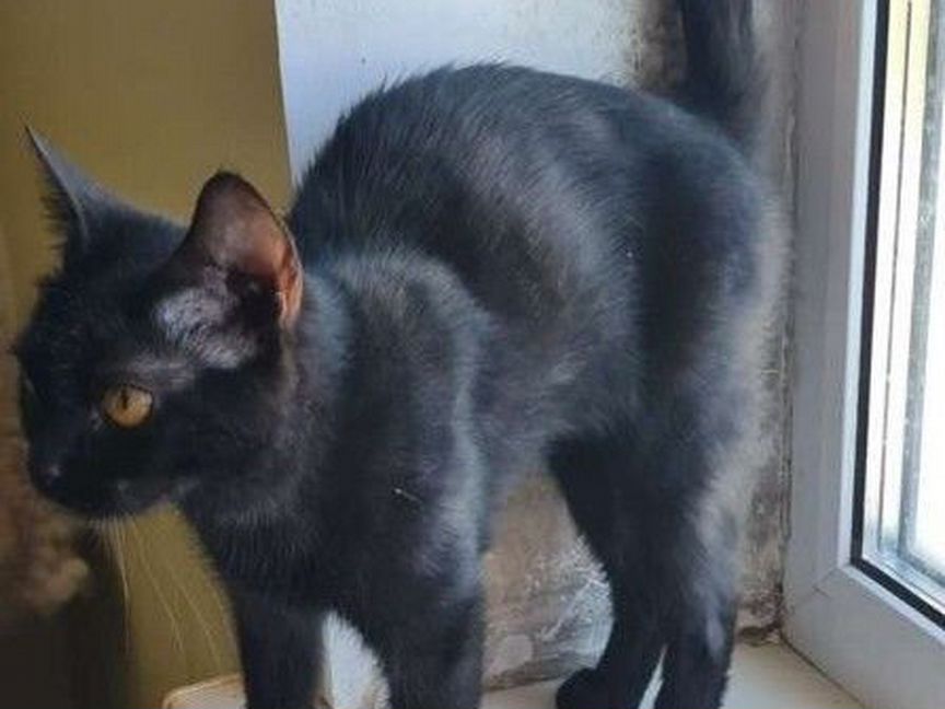 Черный котенок девочка 5 месяцев