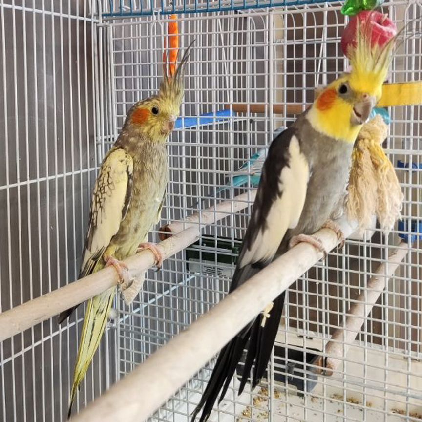 Попугай корелла