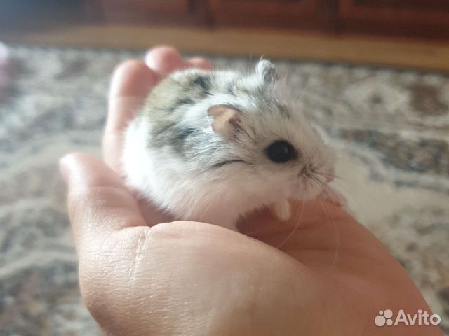 Джунгарский хомяк мальчик