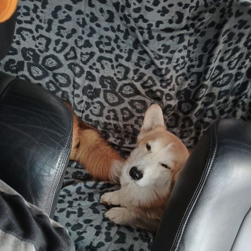 Вельш-корги вязка