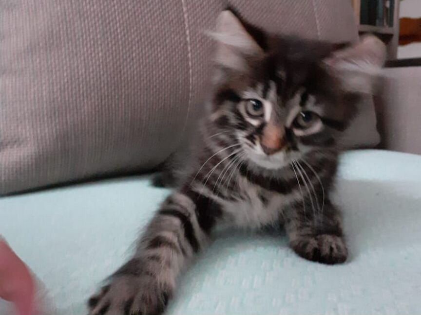 Котёнок мейн-кун