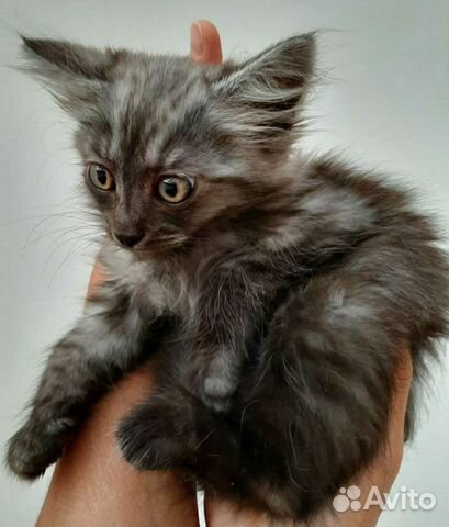 Котёнок Мишка в добрые руки