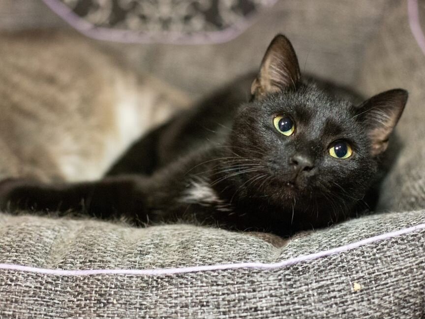 Черный котенок