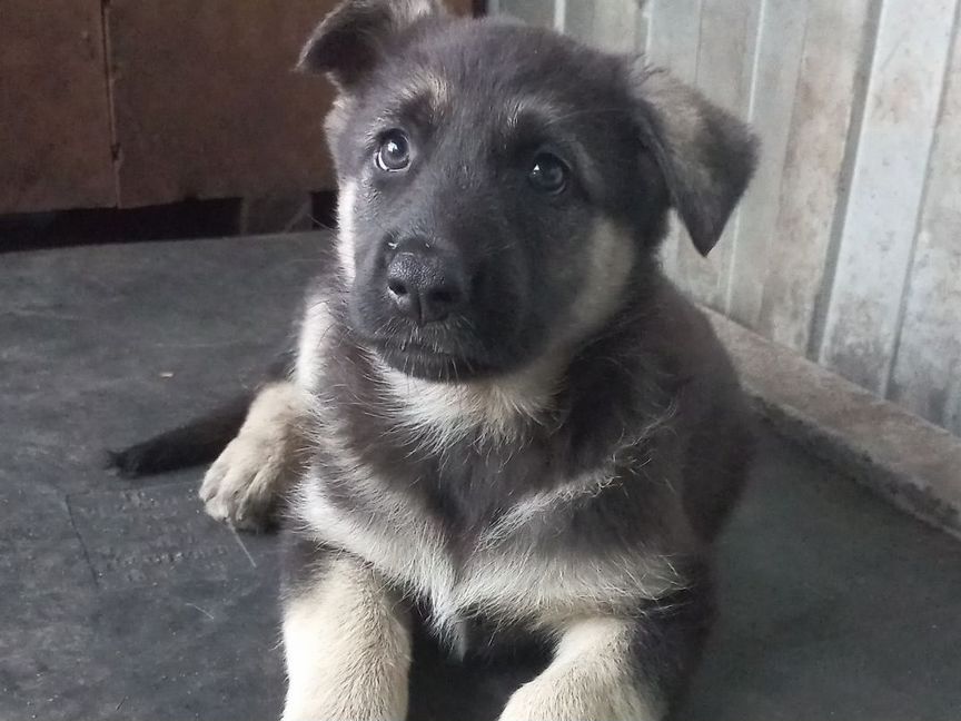 Восточноевропейская овчарка