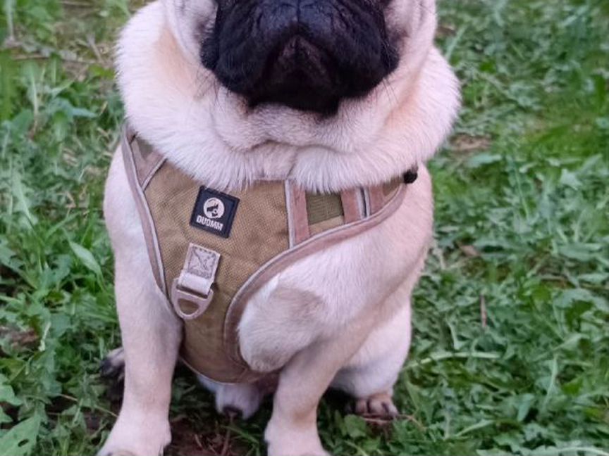 Мопс вязка мальчик