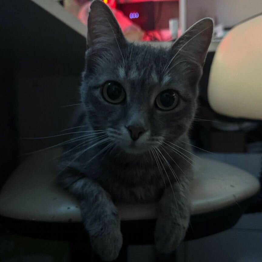 Взрослая, кошка в добрые руки