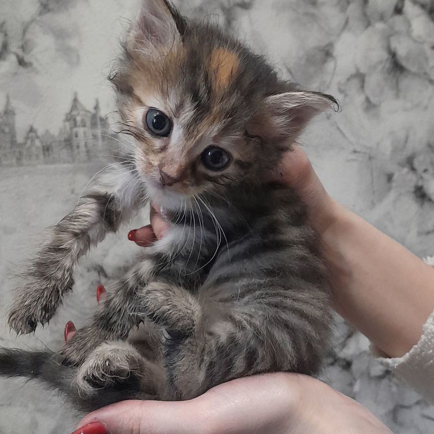 Котёнок в добрые руки