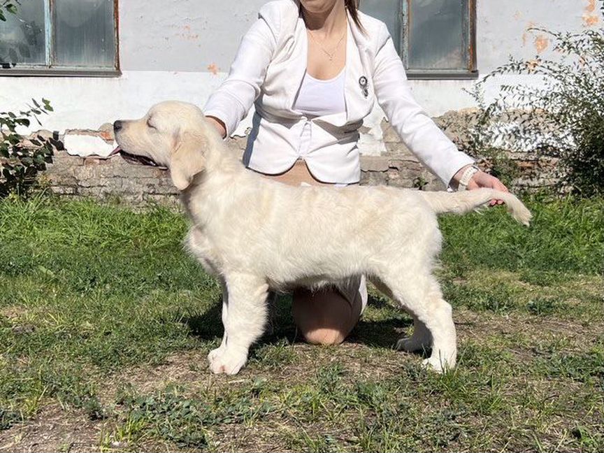 Золотистый ретривер