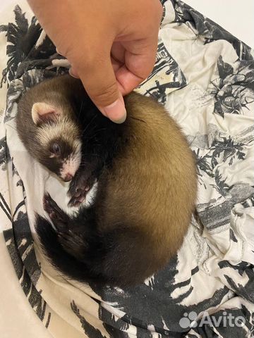 Хорек фретка