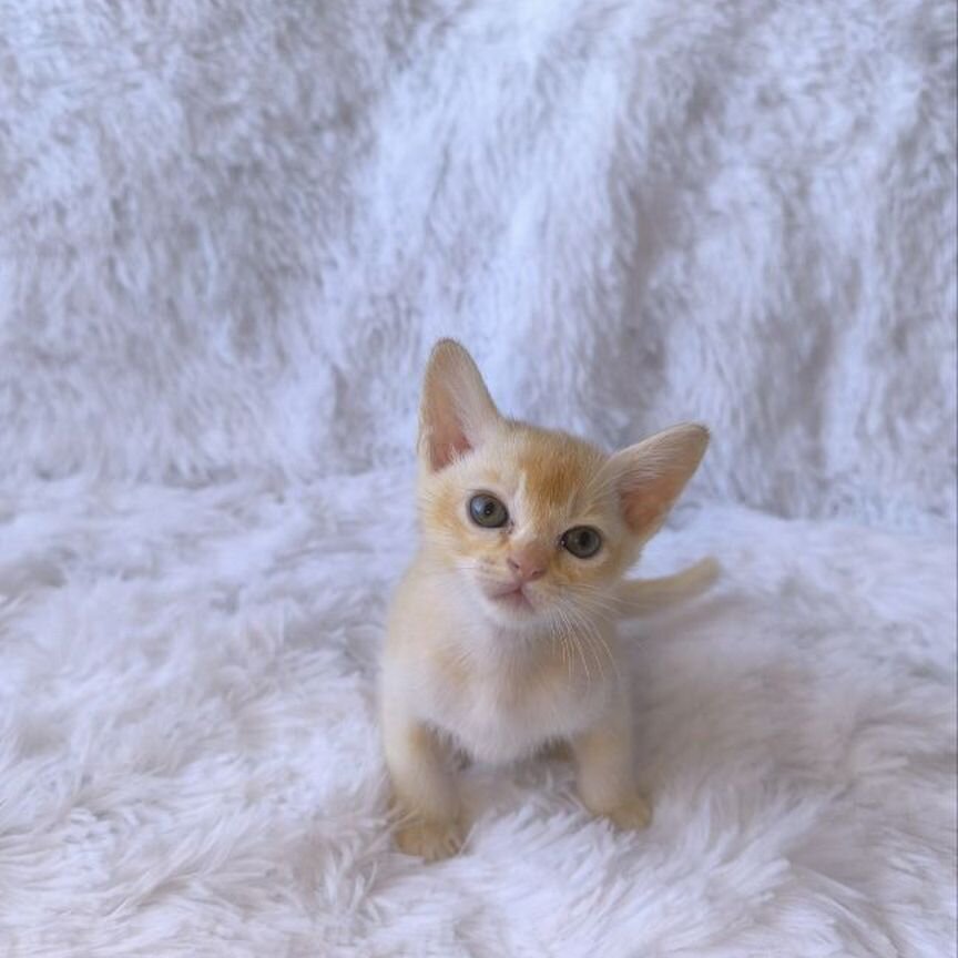 Котята европейской бурмы с документами