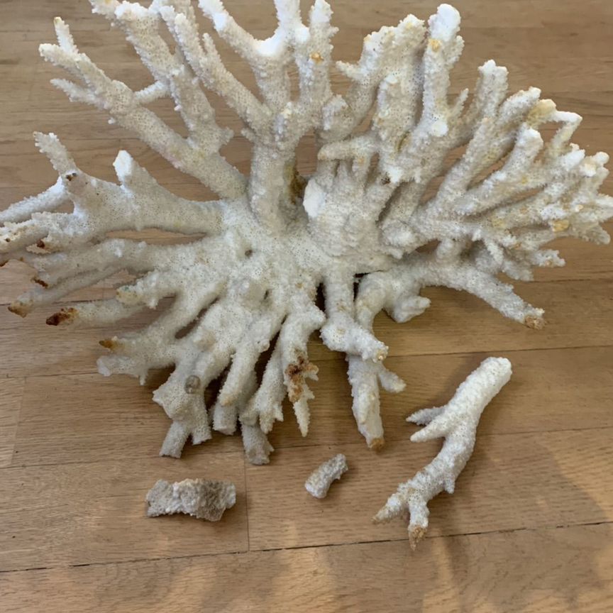 Коралл морской