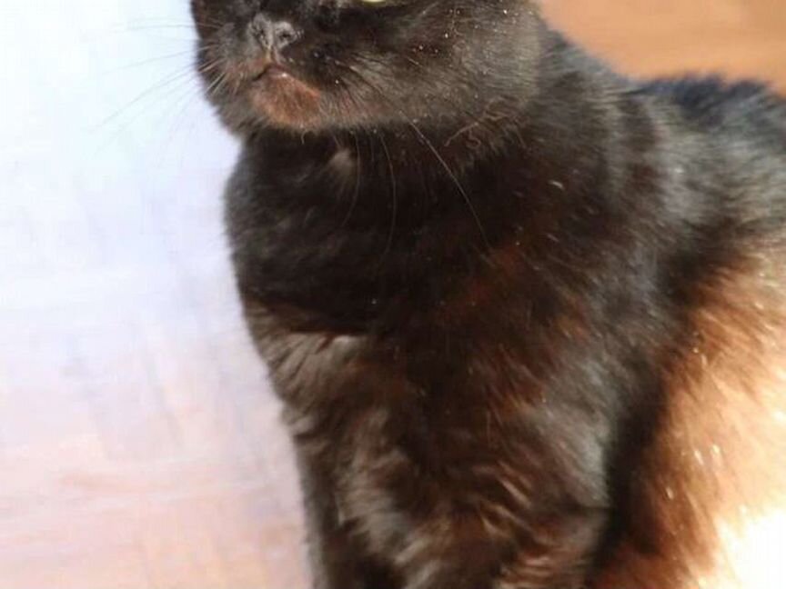 Кошка