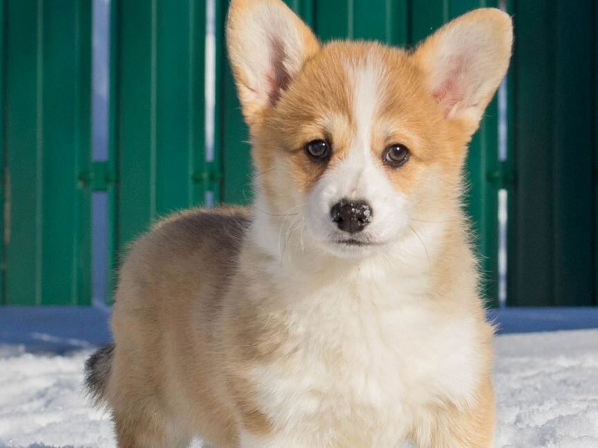 Коржики, Феня и Ко